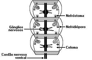 Uma tal organização dos nefrídios, do sistema nervoso e do celoma ...